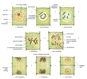 UP Board Notes for Class 10 Science Chapter 1 Cell Cycle and Cell ...