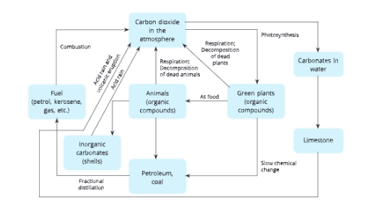 UP Board Notes for Class 10 Science Chapter 6 Photosynthesis – Learn UP ...