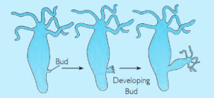 UP Board Notes for Class 8 Science Chapter 9 Reproduction In Animals ...
