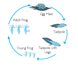 UP Board Notes for Class 8 Science Chapter 9 Reproduction In Animals ...