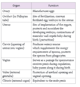 UP Board Notes for Class 10 Science Chapter 13 Reproductive System ...