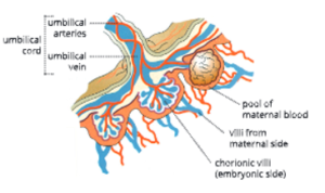 UP Board Notes for Class 10 Science Chapter 13 Reproductive System ...
