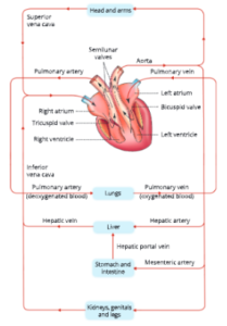 UP Board Notes for Class 10 Science Chapter 8 The Circulatory System ...