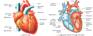 UP Board Notes for Class 10 Science Chapter 8 The Circulatory System ...