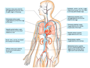 UP Board Notes for Class 10 Science Chapter 8 The Circulatory System ...