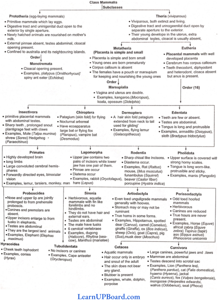NEET Biology Animal Kingdom Notes – Learn UP Board