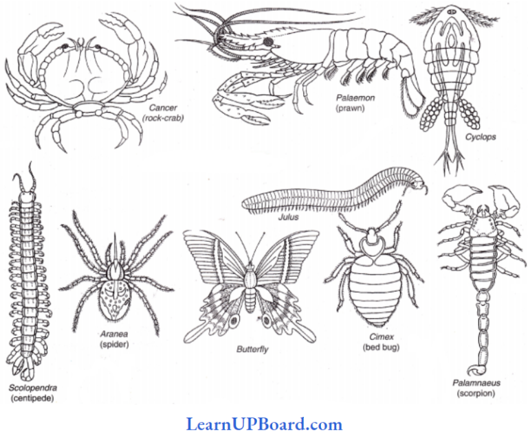 NEET Biology Animal Kingdom Notes – Learn UP Board