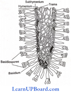 NEET Biology Notes For Penicillium – Learn UP Board