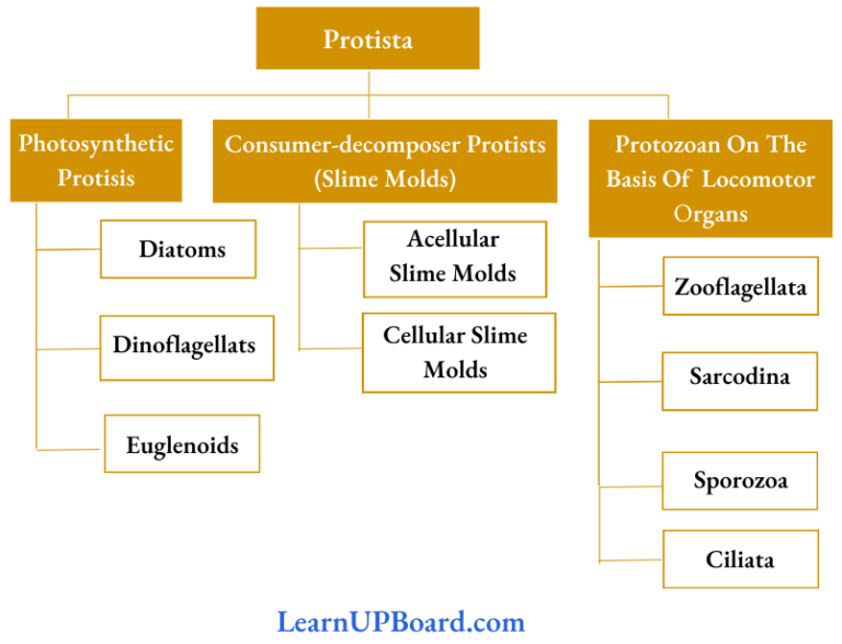 NEET Biological Classification Notes – Learn UP Board