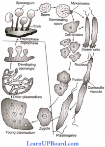 NEET Biological Classification Notes – Learn UP Board