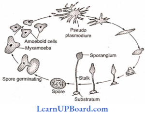 NEET Biological Classification Notes – Learn UP Board