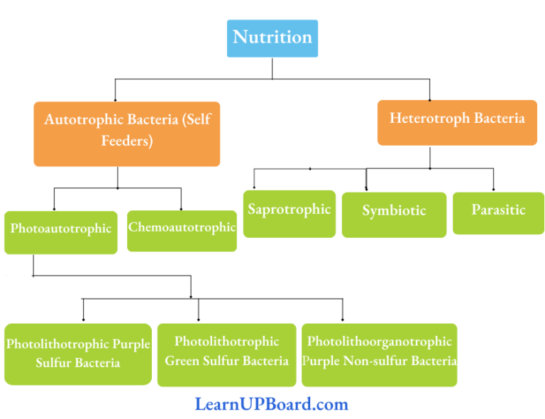 NEET Biological Classification Notes – Learn UP Board