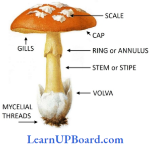 NEET Biology Notes For Penicillium – Learn UP Board