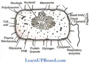 NEET Biological Classification Notes – Learn UP Board