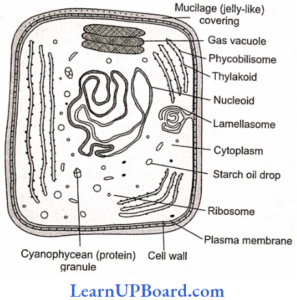 NEET Biological Classification Notes – Learn UP Board