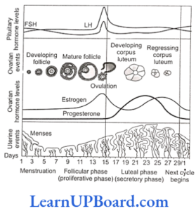 NEET Biology Human Reproduction Notes – Learn UP Board