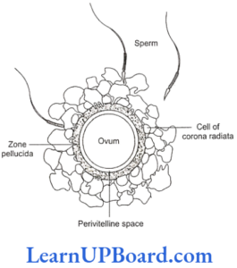 NEET Biology Human Reproduction Notes – Learn UP Board