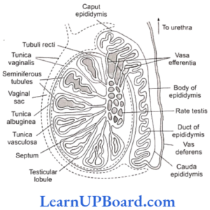 NEET Biology Human Reproduction Notes – Learn UP Board