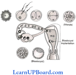 NEET Biology Human Reproduction Notes – Learn UP Board