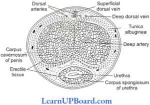 NEET Biology Human Reproduction Notes – Learn UP Board