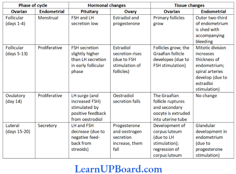 NEET Biology Human Reproduction Notes – Learn UP Board