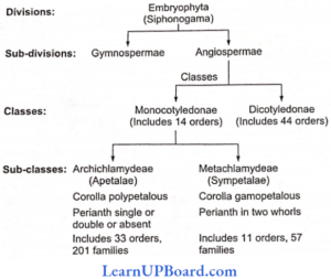 NEET Biology Plant Kingdom Notes – Learn UP Board