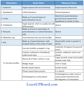 NEET Biology Notes – Anatomy Of Flowering Plants – Learn UP Board