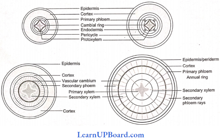 NEET Biology Notes – Anatomy Of Flowering Plants – Learn UP Board
