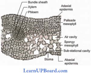 NEET Biology Notes – Anatomy Of Flowering Plants – Learn UP Board