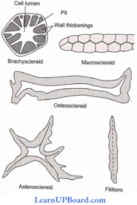 NEET Biology Notes – Anatomy Of Flowering Plants – Learn UP Board