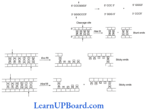 NEET Biology Notes – Biotechnology: Principles and Processes – Learn UP ...