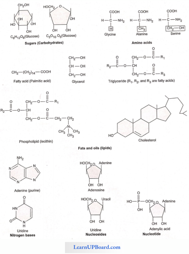NEET Biology Notes – Biomolecules – Learn UP Board