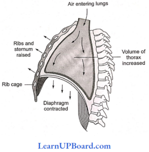 NEET Biology Notes – Breathing And Exchange Of Gases – Learn UP Board