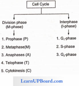NEET Biology Notes – Cell Cycle And Cell Division – Learn UP Board