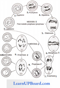 NEET Biology Notes – Cell Cycle And Cell Division – Learn UP Board