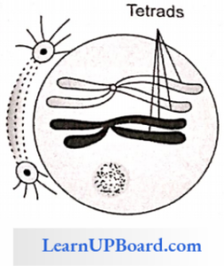 NEET Biology Notes – Cell Cycle And Cell Division – Learn UP Board