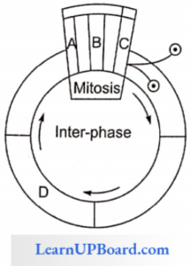 NEET Biology Multiple Choice Questions – Cell Cycle And Cell Division ...