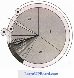 NEET Biology Notes – Cell Cycle And Cell Division – Learn UP Board