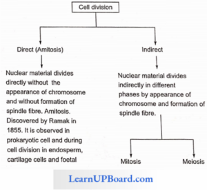 NEET Biology Notes – Cell Cycle And Cell Division – Learn UP Board