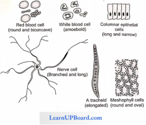 NEET Biology Notes – Cell The Unit Of Life – Learn UP Board