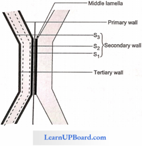 NEET Biology Notes – Cell The Unit Of Life – Learn UP Board