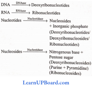 NEET Biology Notes – Digestion And Absorption – Learn UP Board