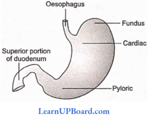 NEET Biology Notes – Digestion And Absorption – Learn UP Board