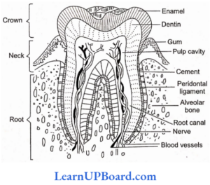 NEET Biology Notes – Digestion And Absorption – Learn UP Board