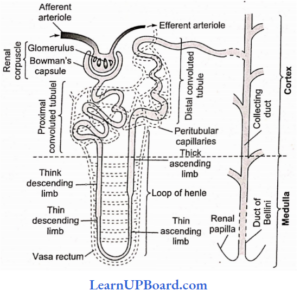 NEET Biology Notes – Excretory Products And Their Elimination – Learn ...