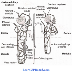 NEET Biology Notes – Excretory Products And Their Elimination – Learn ...