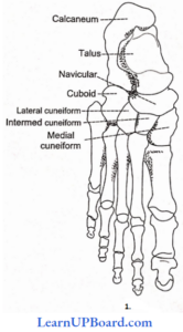 NEET Biology Notes – Locomotion And Movement – Learn UP Board