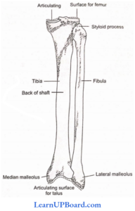 NEET Biology Notes – Locomotion And Movement – Learn UP Board