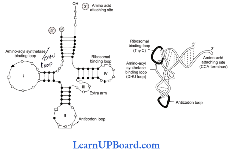 NEET Biology Notes – Molecular Basis Of Inheritance – Learn UP Board
