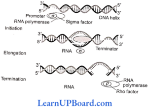 NEET Biology Notes – Molecular Basis Of Inheritance – Learn UP Board